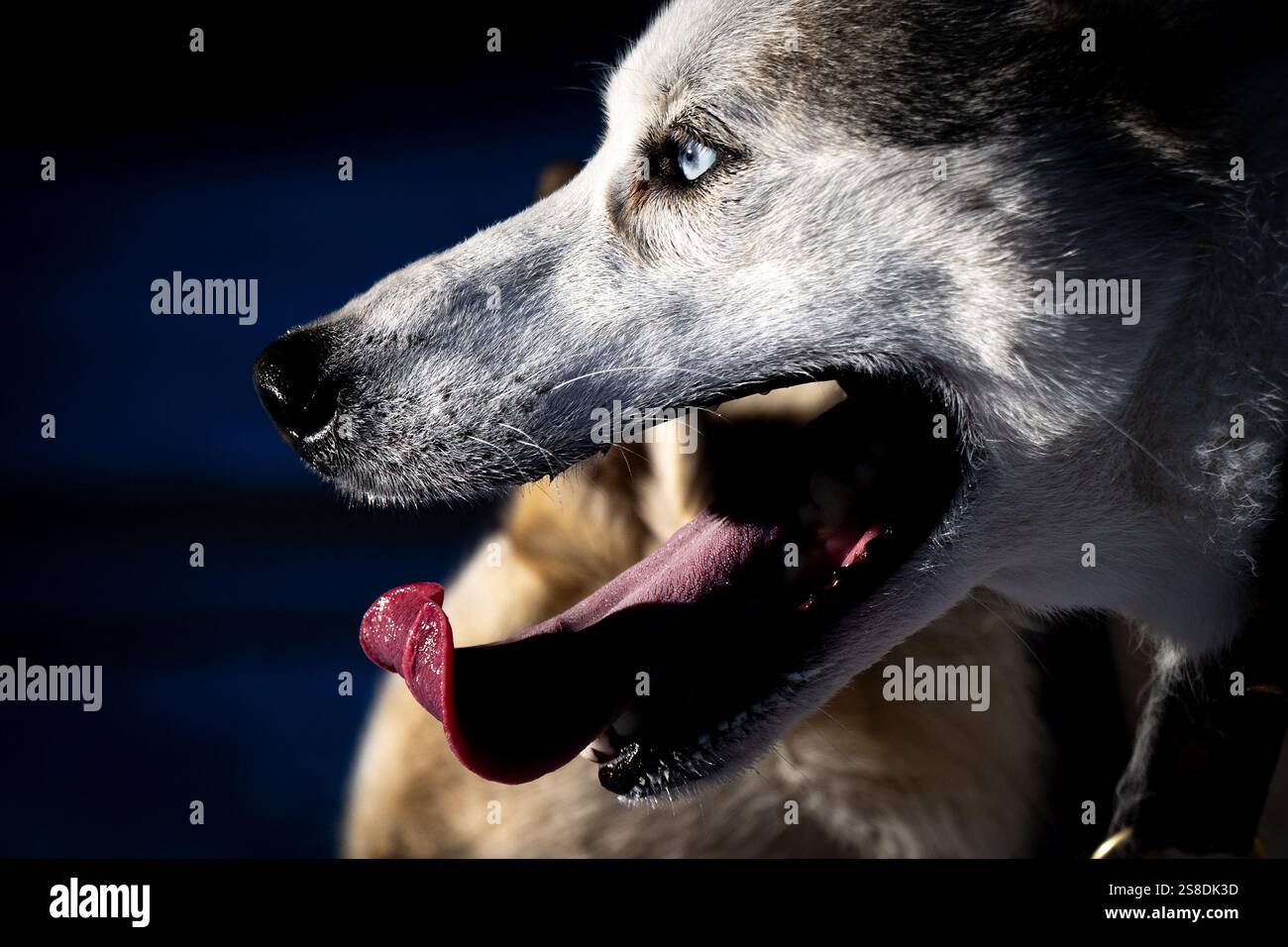 The Sedivackuv long, an international stage sled dog race, continued in ...