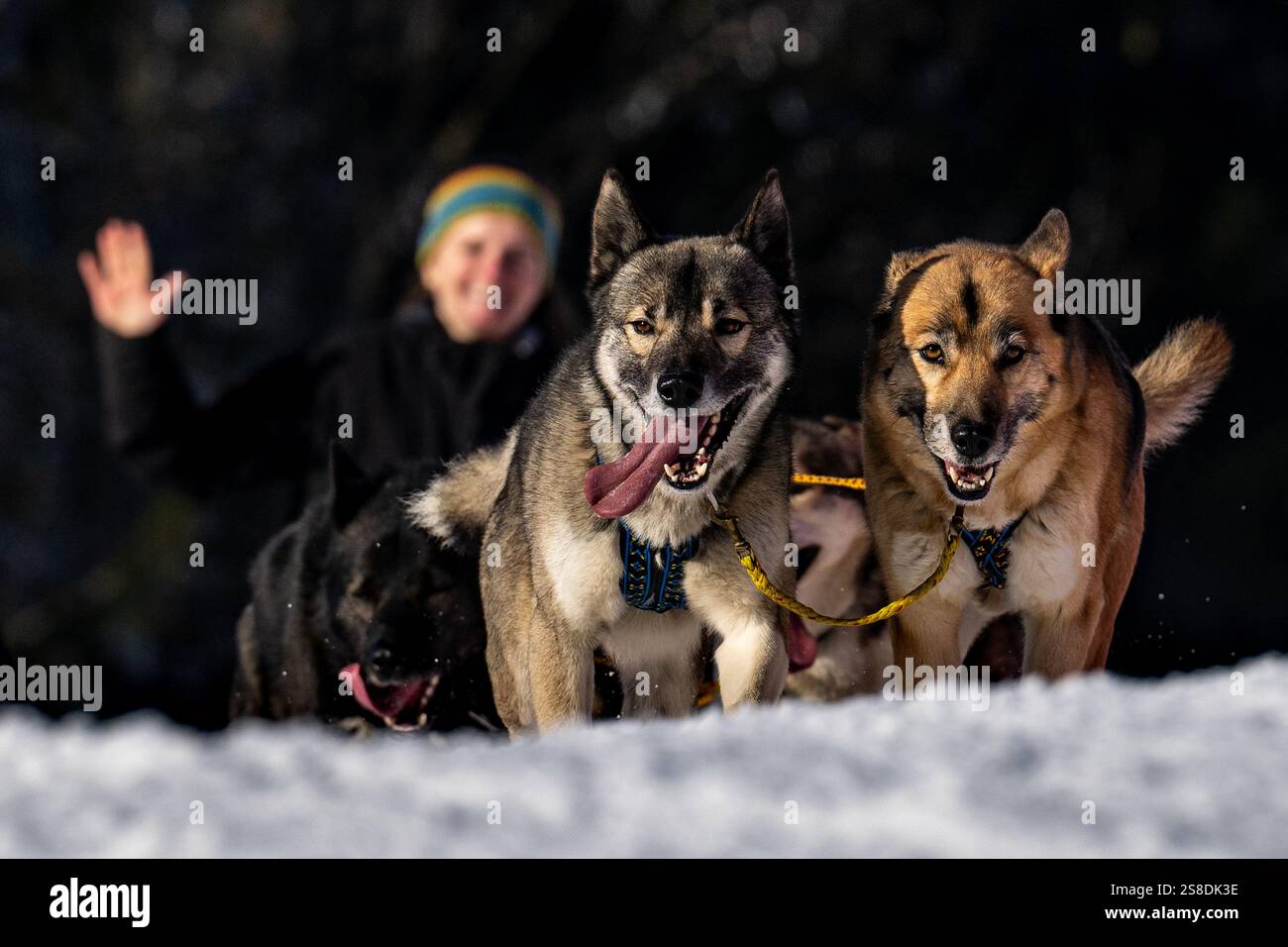 The Sedivackuv long, an international stage sled dog race, continued in ...