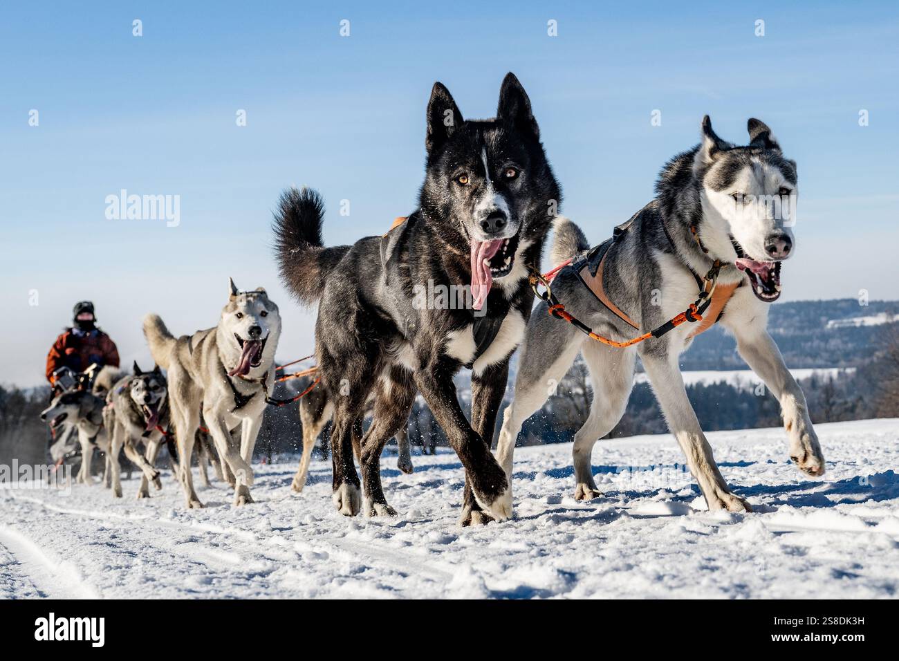 The Sedivackuv long, an international stage sled dog race, continued in ...