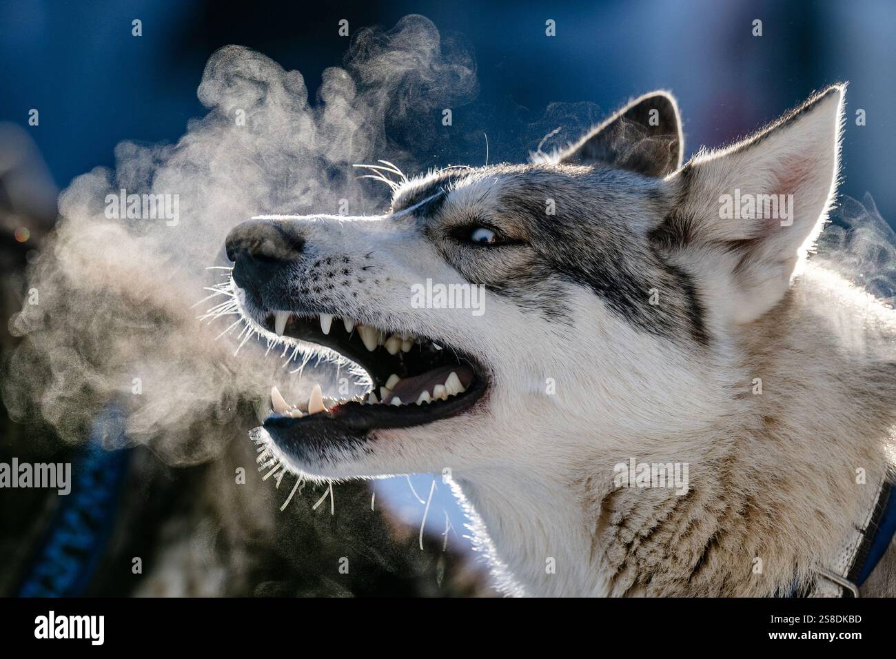 The Sedivackuv long, an international stage sled dog race, continued in ...