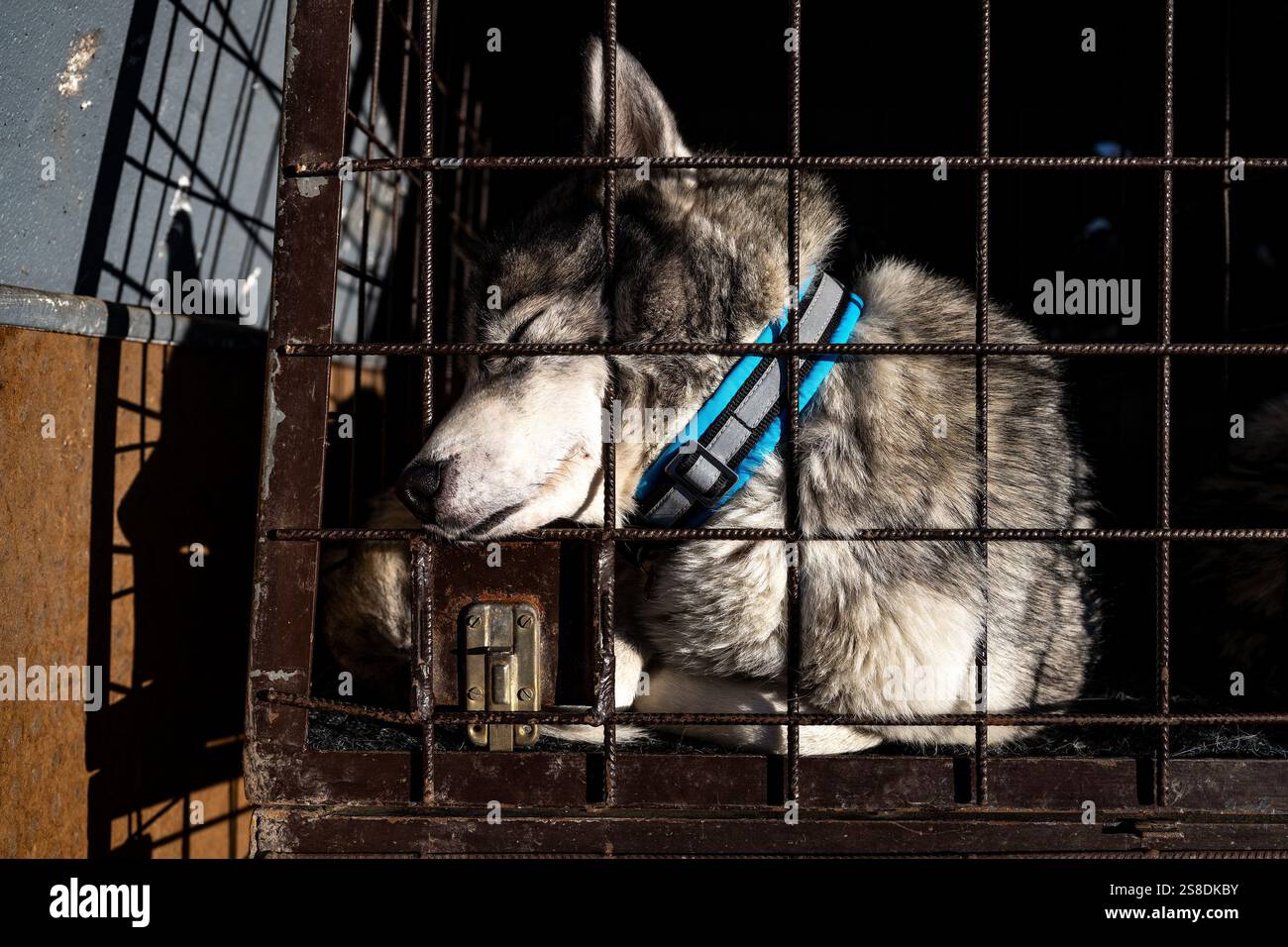 The Sedivackuv long, an international stage sled dog race, continued in ...