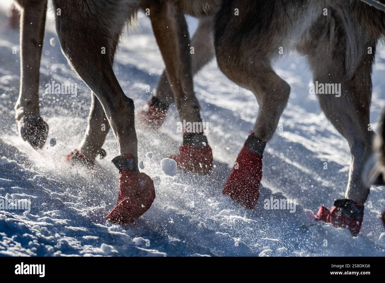 The Sedivackuv long, an international stage sled dog race, continued in ...