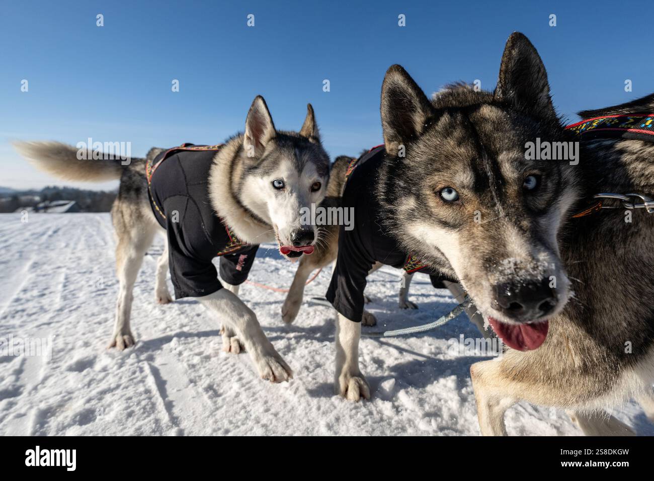 The Sedivackuv long, an international stage sled dog race, continued in ...