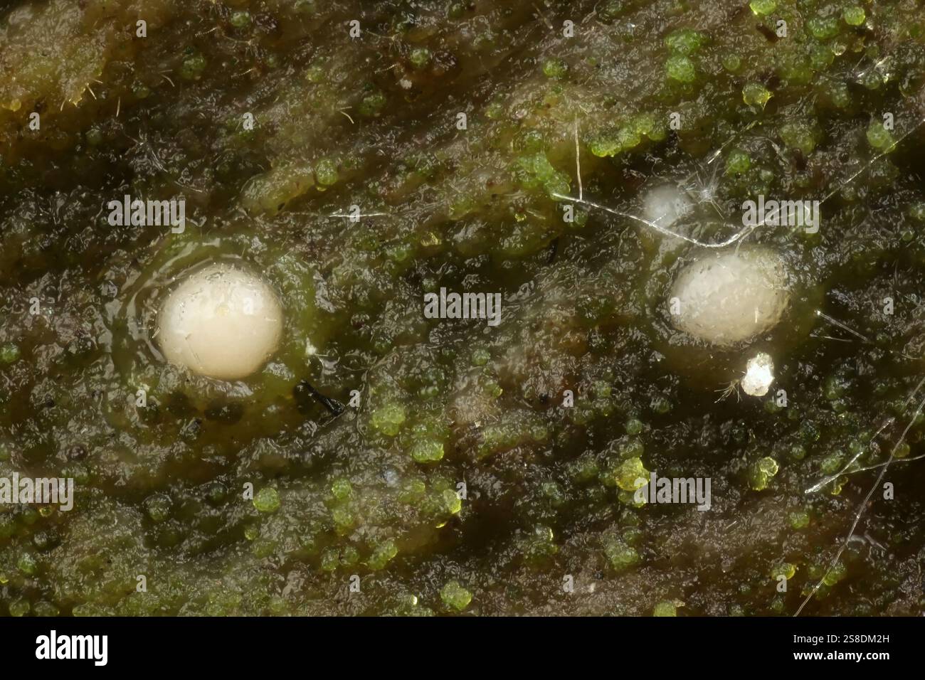 Colloderma oculatum, commonly known as eyeball slime mold, microscope ...