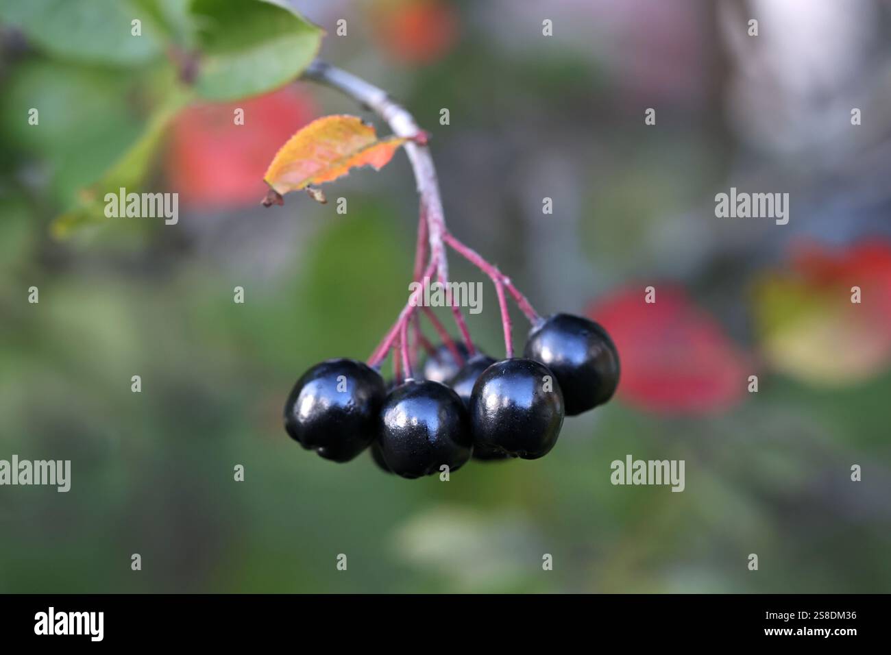 Berries of Sorbaronia fallax, also called Aronia × mitschurinii ...