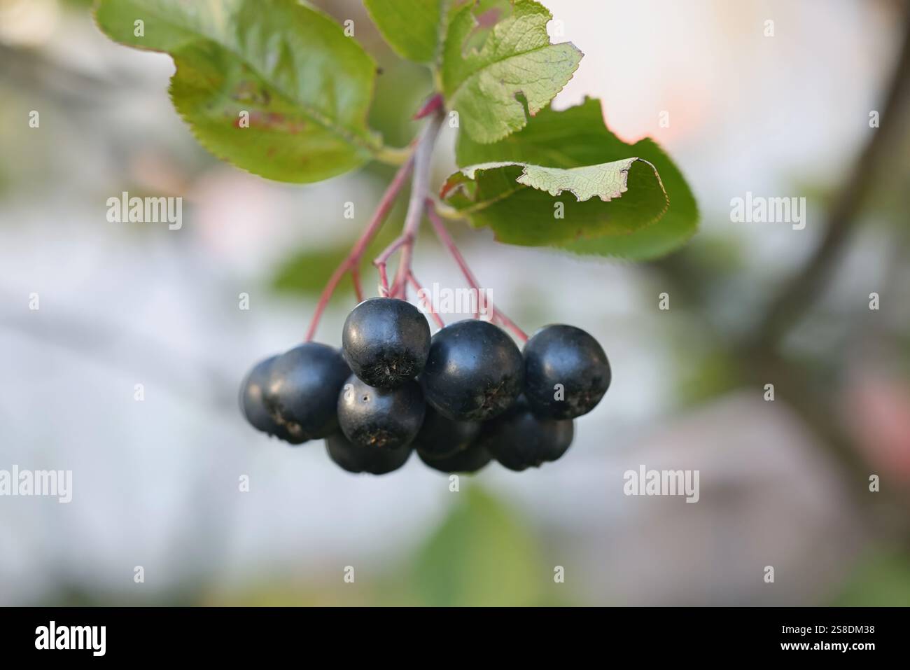 Berries of Sorbaronia fallax, also called × Sorbaronia mitschurinii and ...