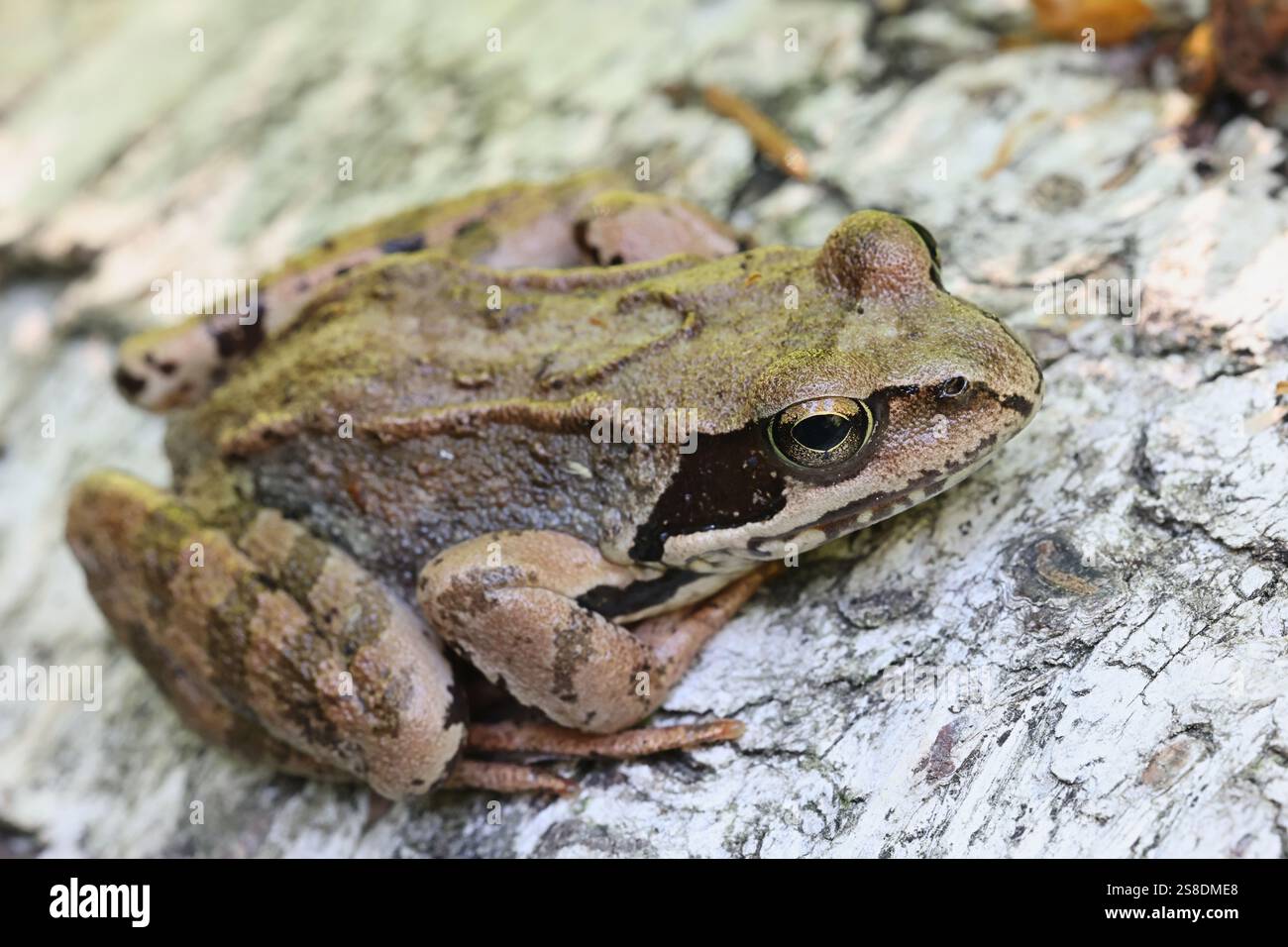 Common frog, Rana temporaria, also known as European common brown frog ...