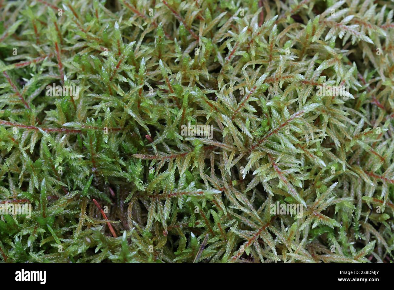 Pleurozium schreberi, the red-stemmed feathermoss or Schreber's big red ...