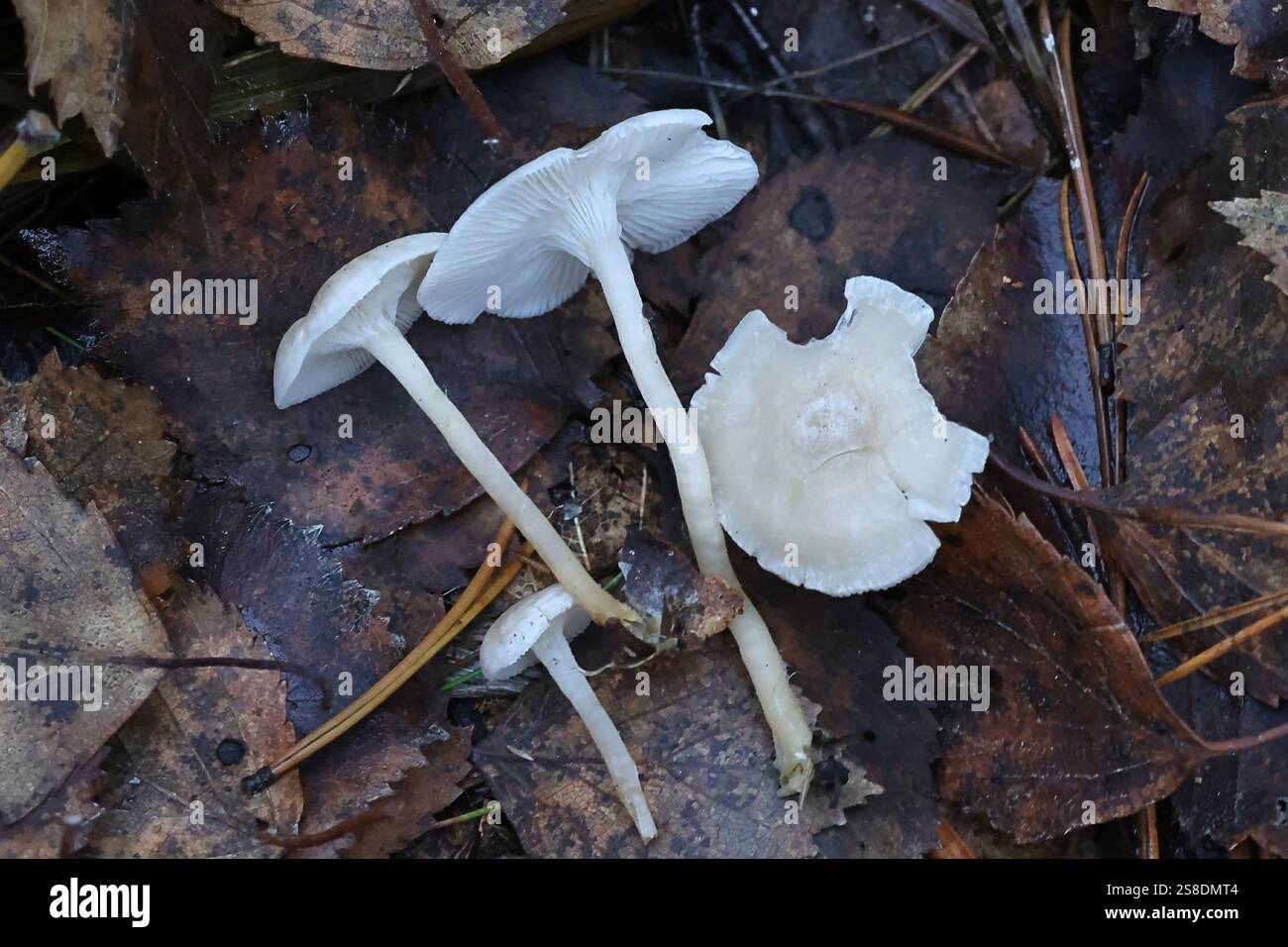 Singerocybe phaeophthalma, also called Clitocybe phaeophthalma ...