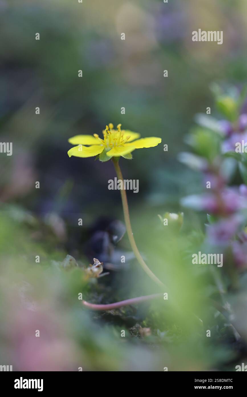 Creeping Cinquefoil, Potentilla reptans, also known as Creeping ...