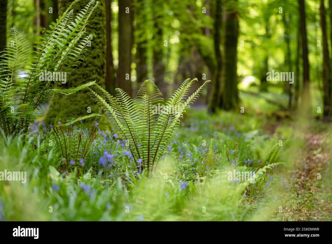 Bluebell flowers blossoming in a woodland in Ireland. Hyacinthoides non ...