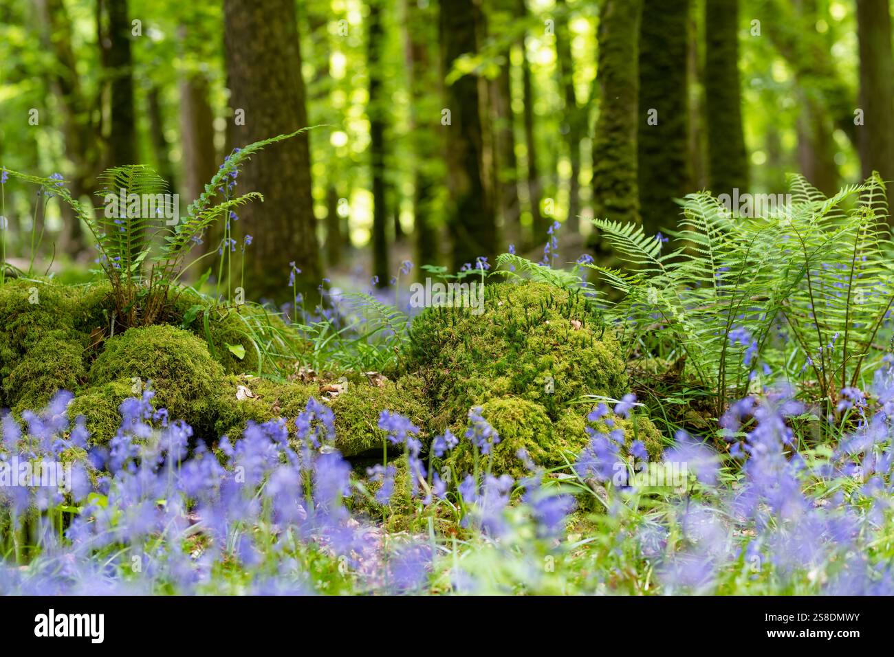 Bluebell flowers blossoming in a woodland in Ireland. Hyacinthoides non ...