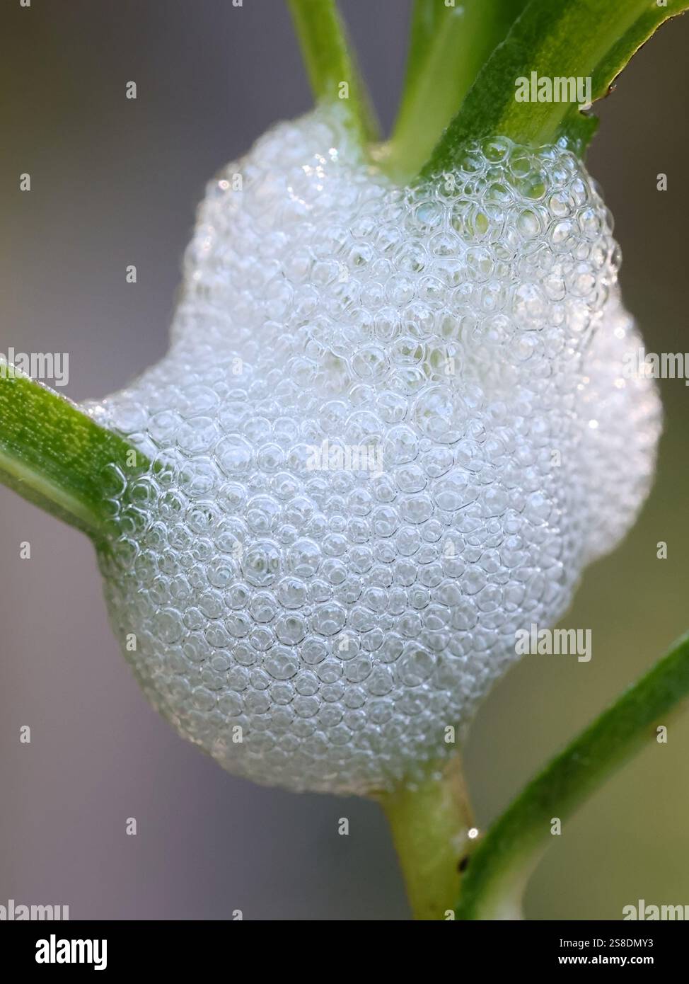 Philaenus spumarius, the meadow froghopper or meadow spittlebug, larva ...