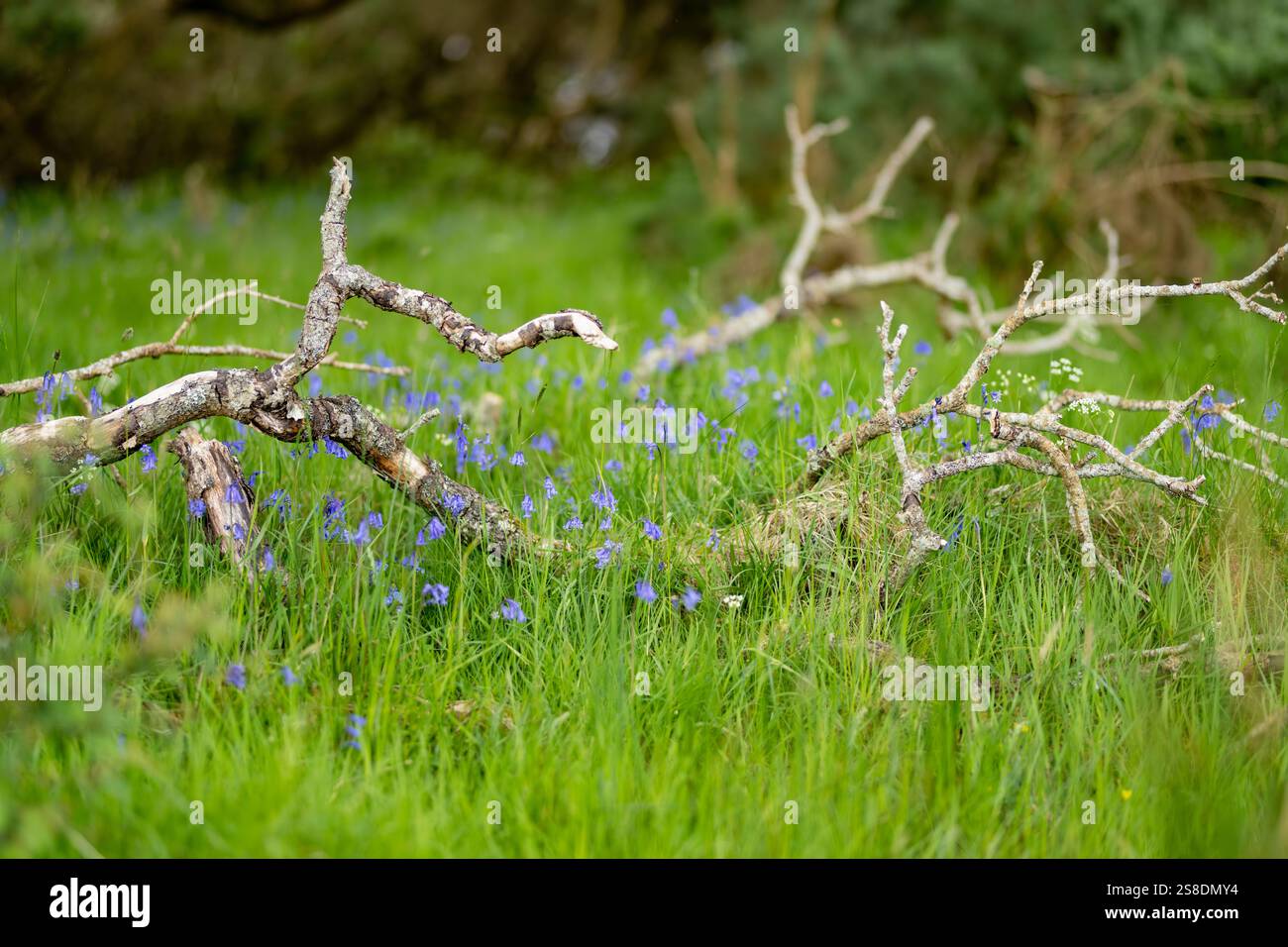 Beautiful large pine trees and blossoming gorse bushes on a banks on ...