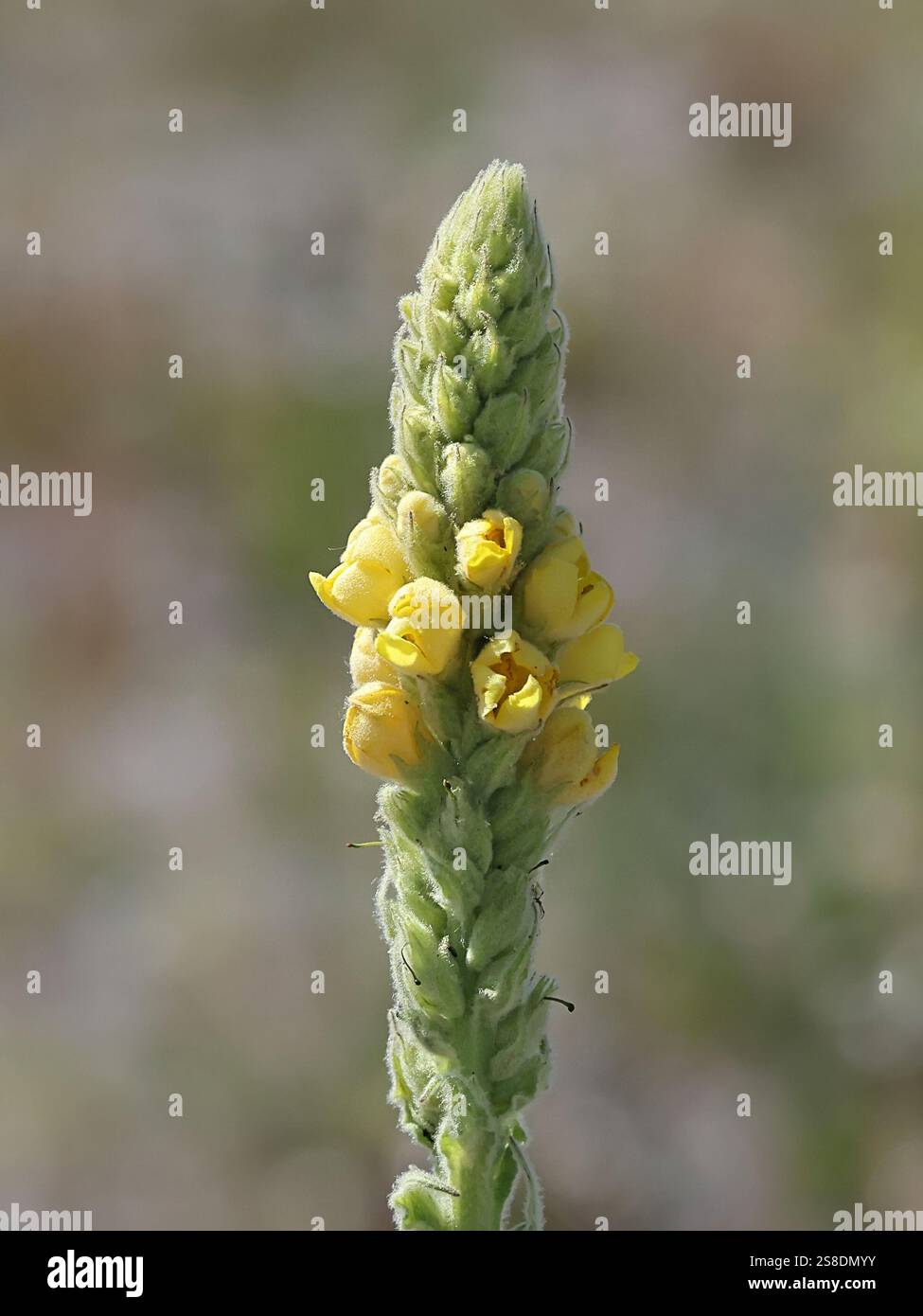 Verbascum thapsus, commonly known as Great Mullein, Aaron’s rod or Common mullein, traditional ...