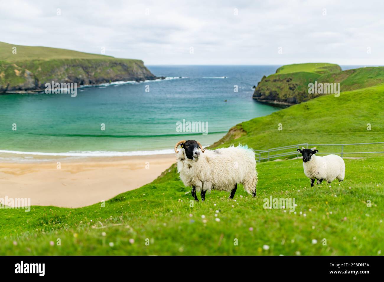 Sheep grazing near Silver Strand, a sandy beach in a sheltered ...