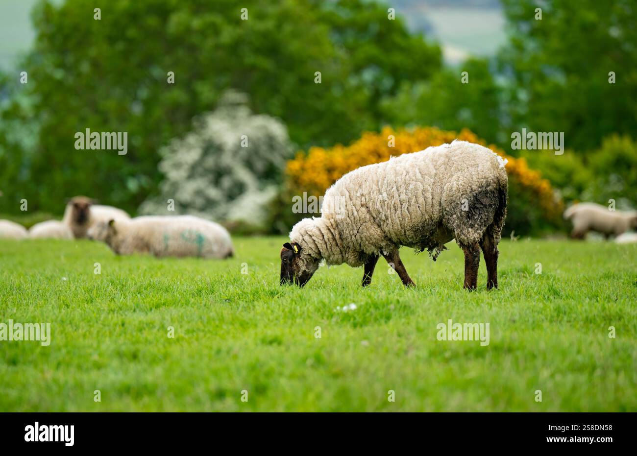 Sheep marked with colorful dye grazing in green pastures. Adult sheep ...
