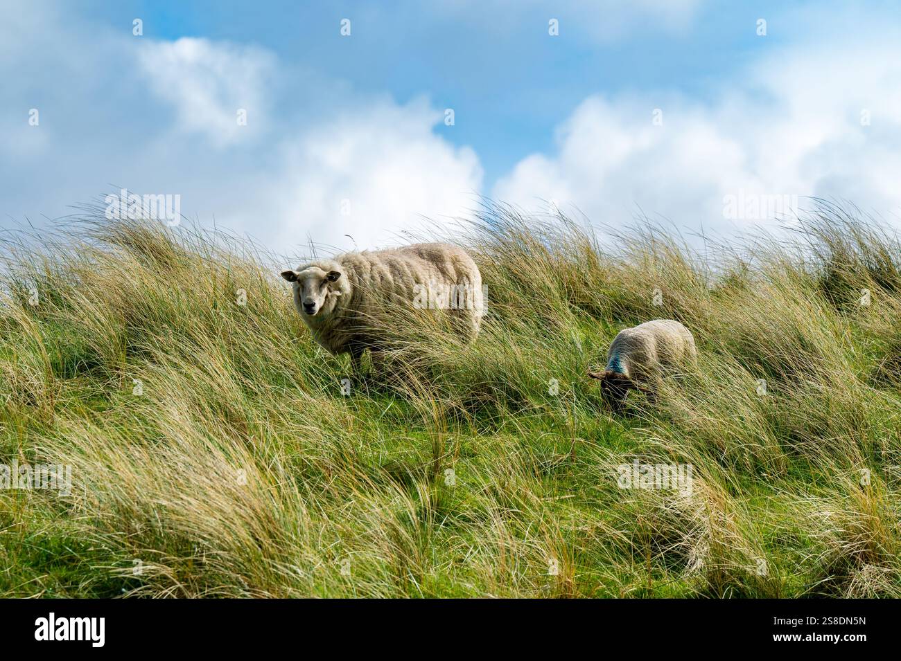 Sheep marked with colorful dye grazing in green pastures. Adult sheep ...