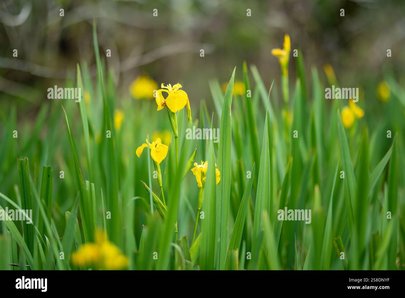 Wild yellow irises blossoming in Irish countryside. Beauty in nature ...