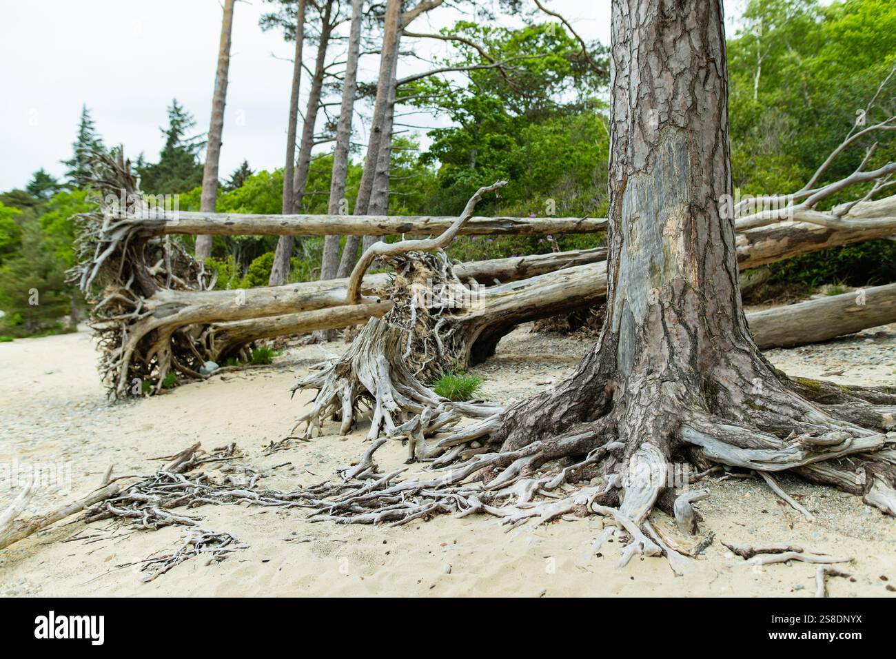 Beautiful old white pine tree trunks on a banks on Muckross Lake, also ...