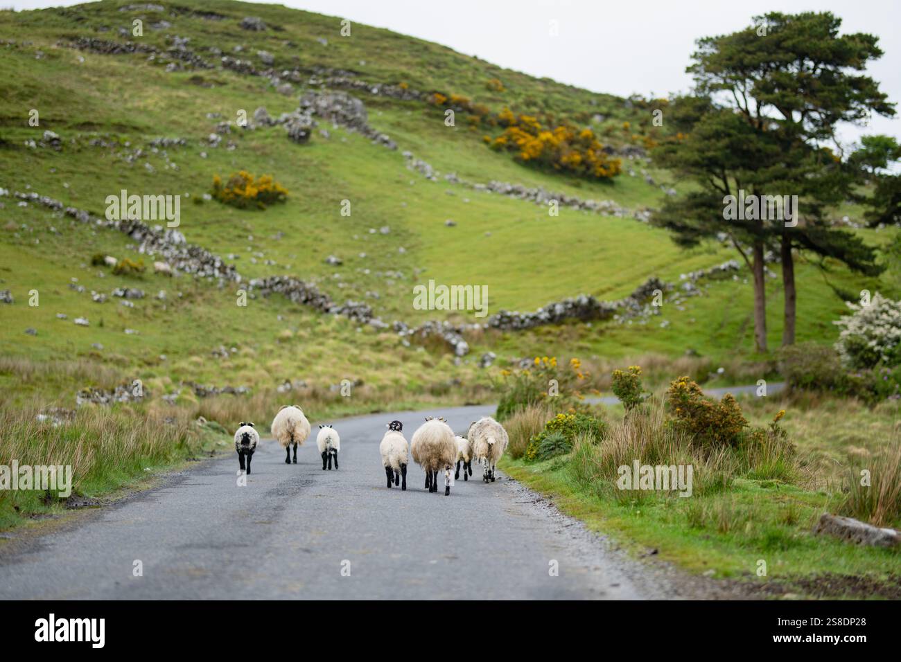 Sheep marked with colorful dye grazing in green pastures. Adult sheep ...