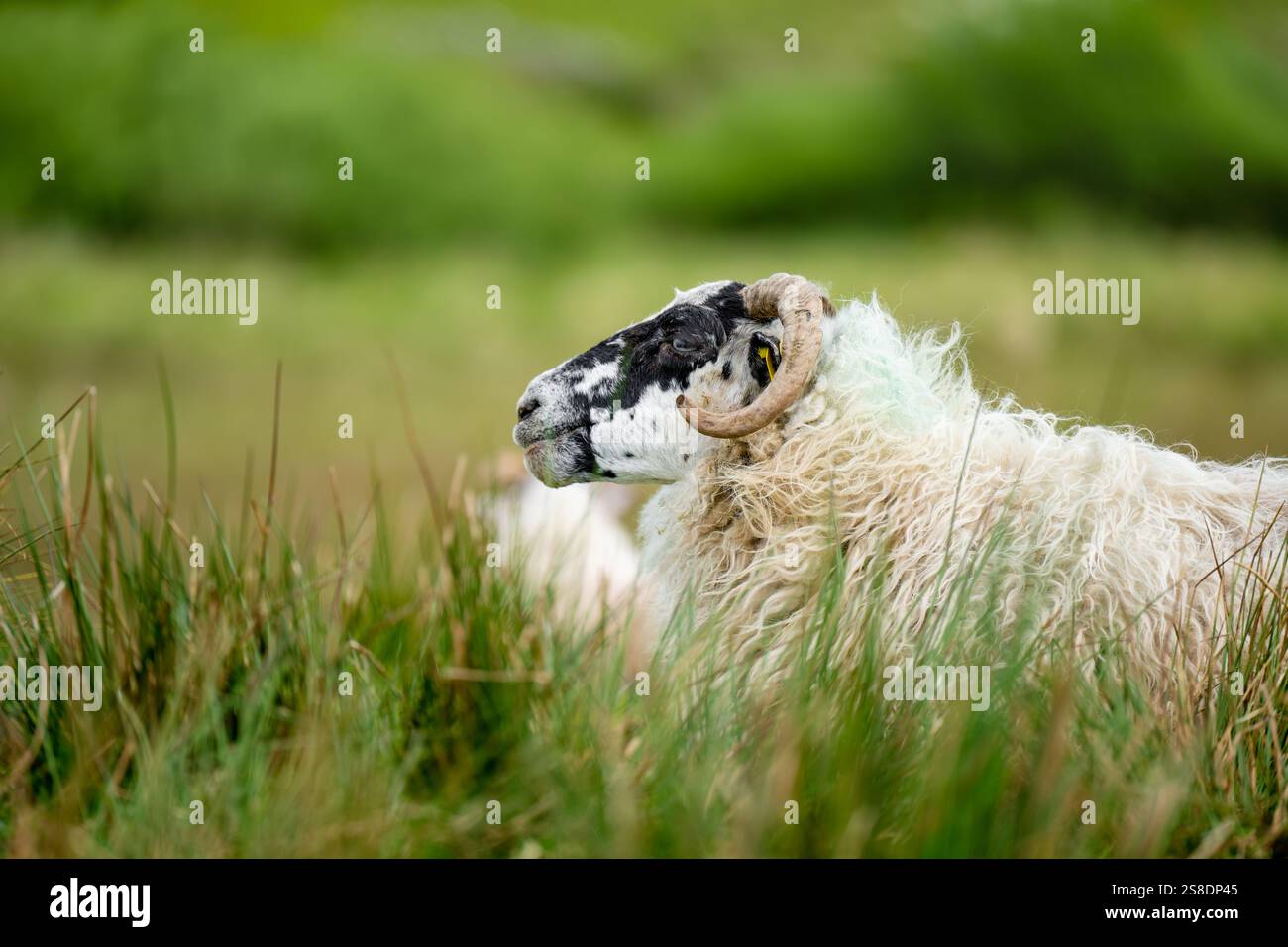 Sheep marked with colorful dye grazing in green pastures. Adult sheep ...