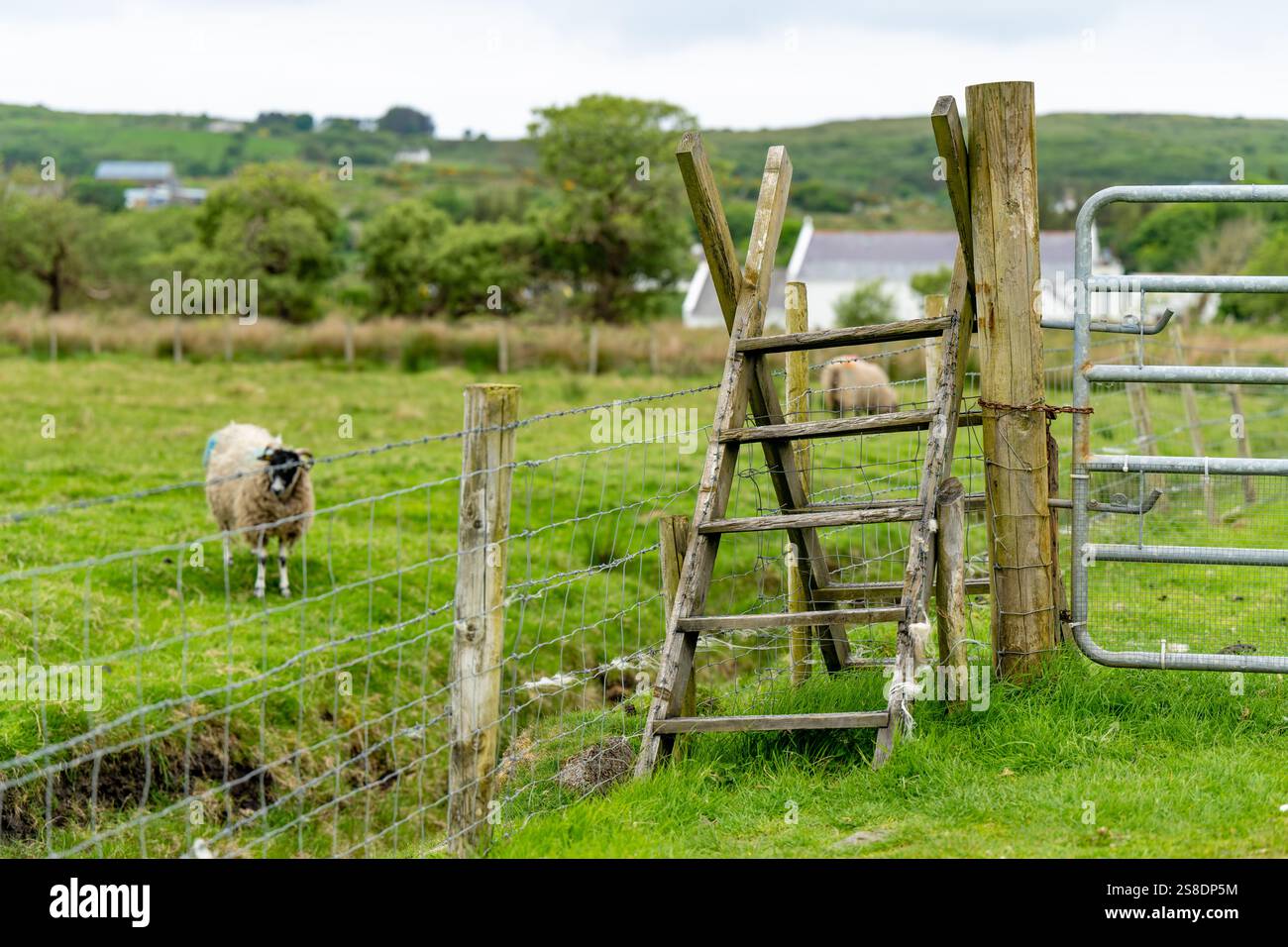 Closed wooden gate with a wooden ladder in Irish pastures. Sheep ...