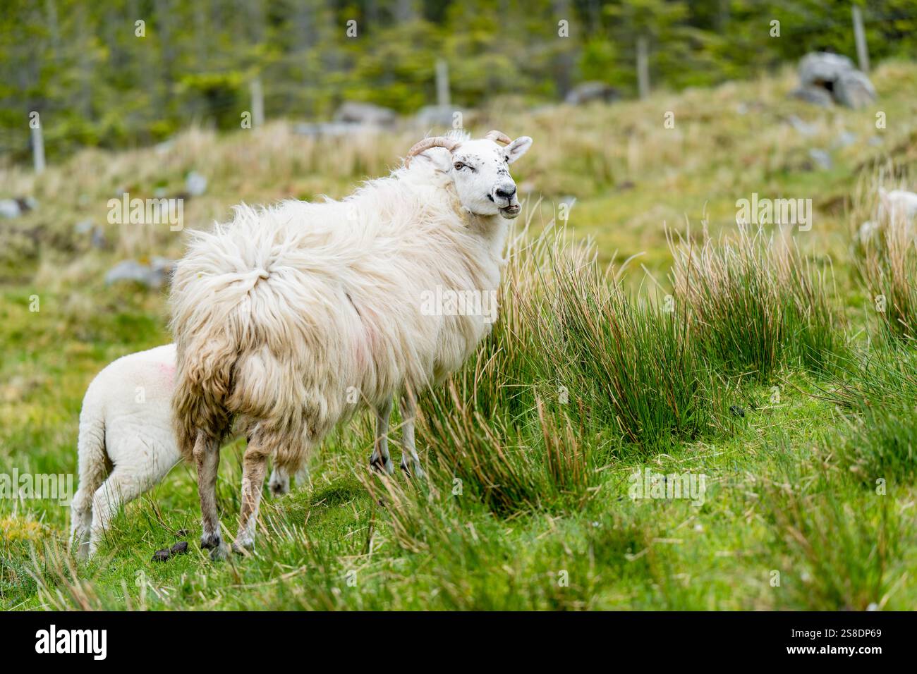Sheep marked with colorful dye grazing in green pastures. Adult sheep ...