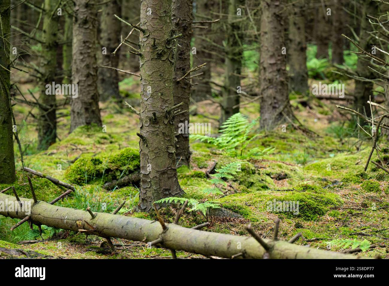 Massive pine trees with ivy growing on their trunks. Impressive green ...