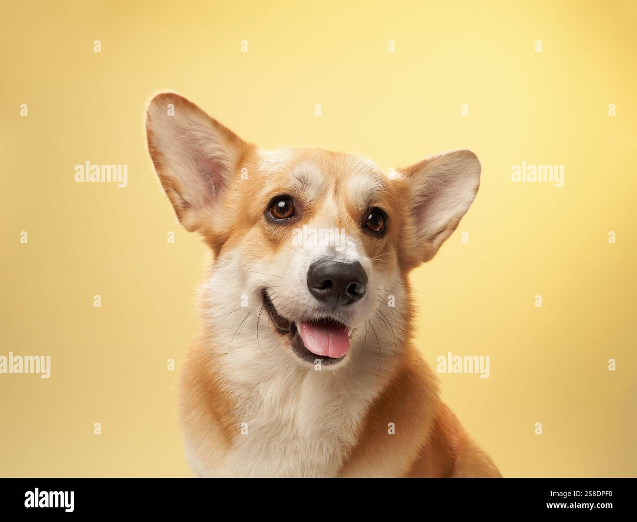 A Corgi is sitting with a happy expression on its face against a yellow ...