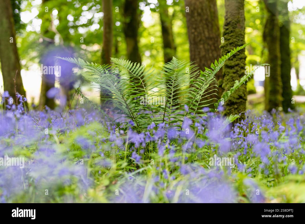 Bluebell flowers blossoming in a woodland in Ireland. Hyacinthoides non ...