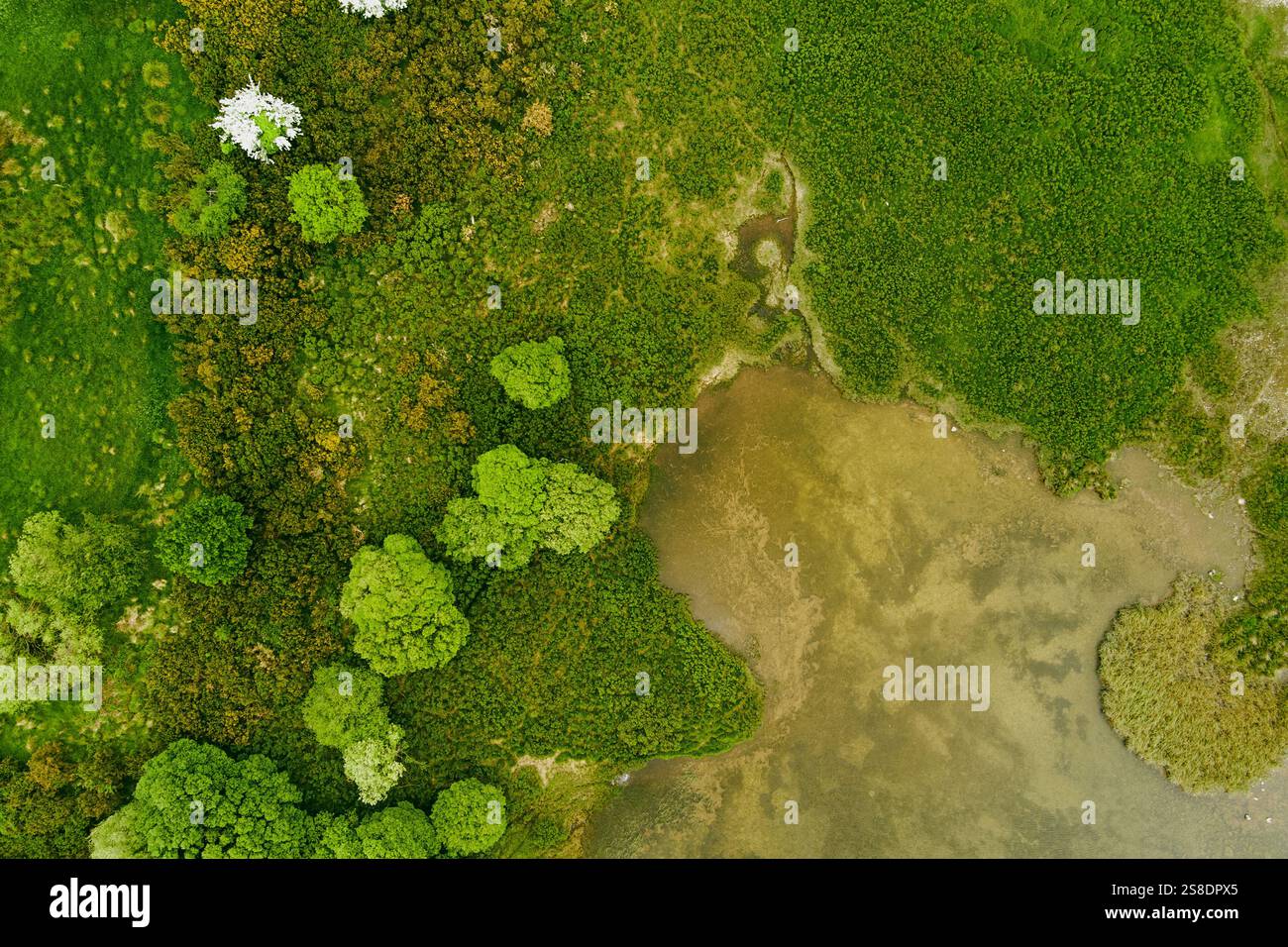 Aerial view of beautiful large pine trees and blossoming gorse bushes ...