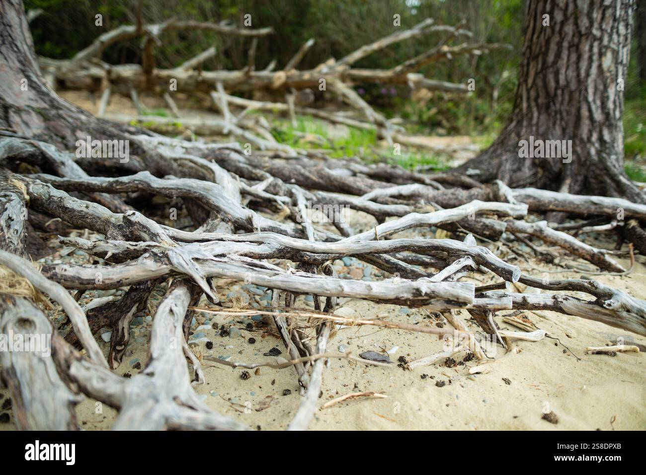 Beautiful old white pine tree trunks on a banks on Muckross Lake, also ...
