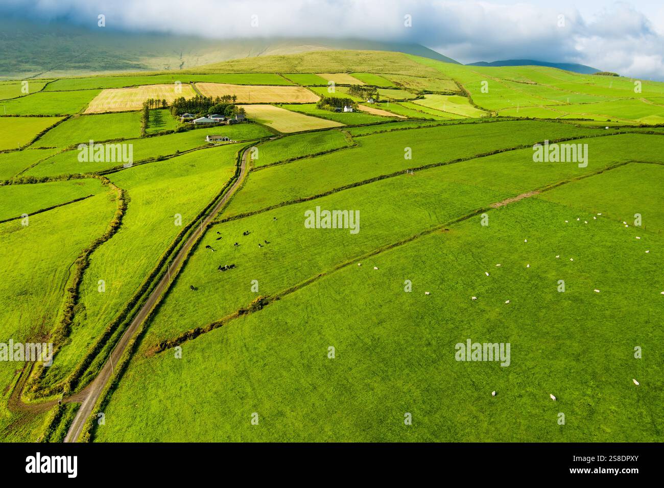 Aerial view of endless lush pastures and farmlands of Ireland's Dingle ...