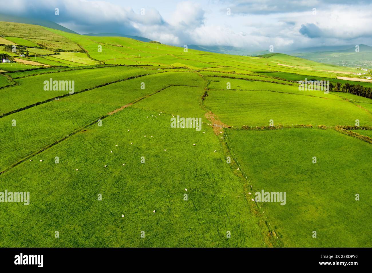 Aerial view of endless lush pastures and farmlands of Ireland's Dingle ...