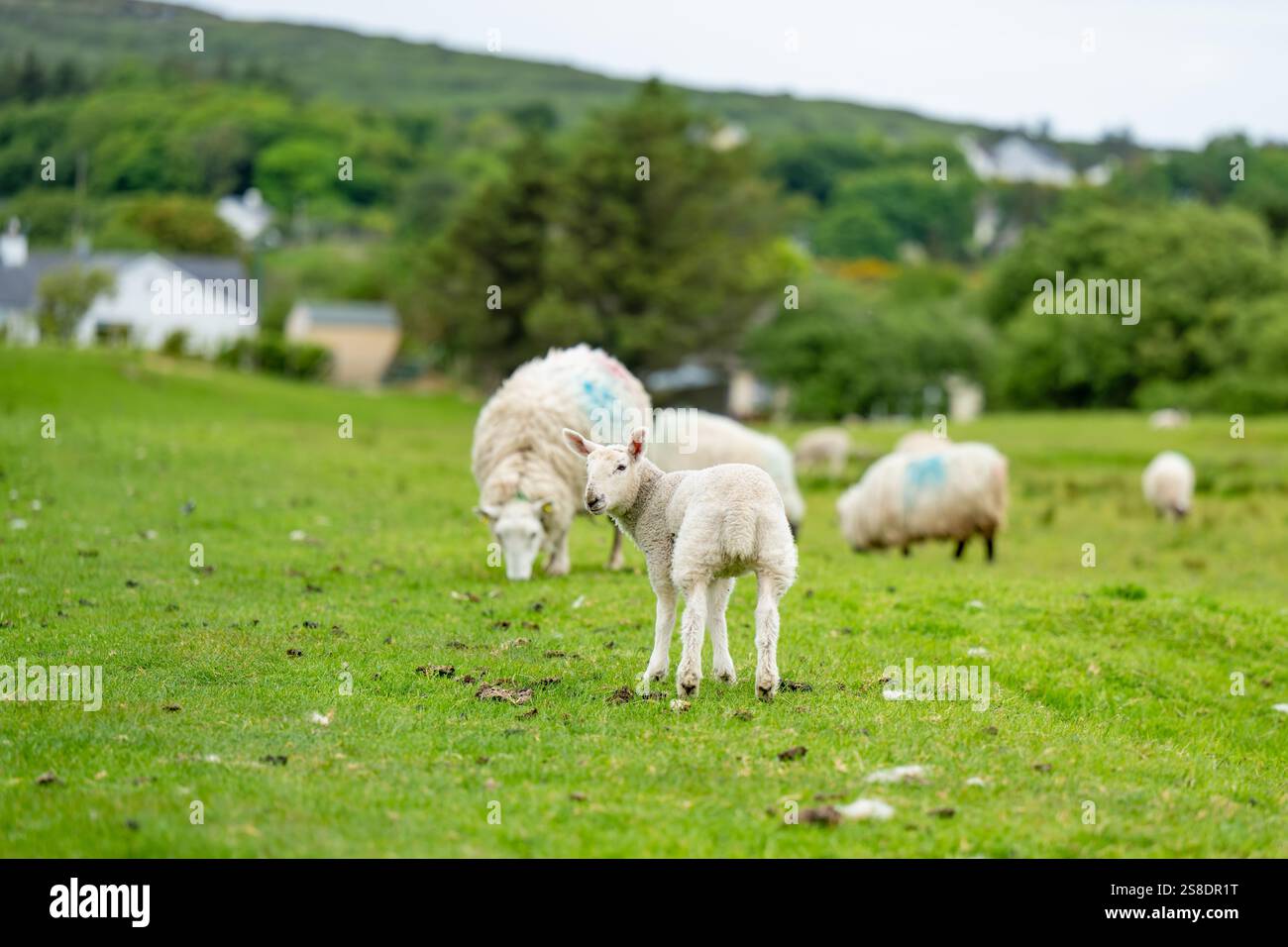 Sheep marked with colorful dye grazing in green pastures. Adult sheep ...