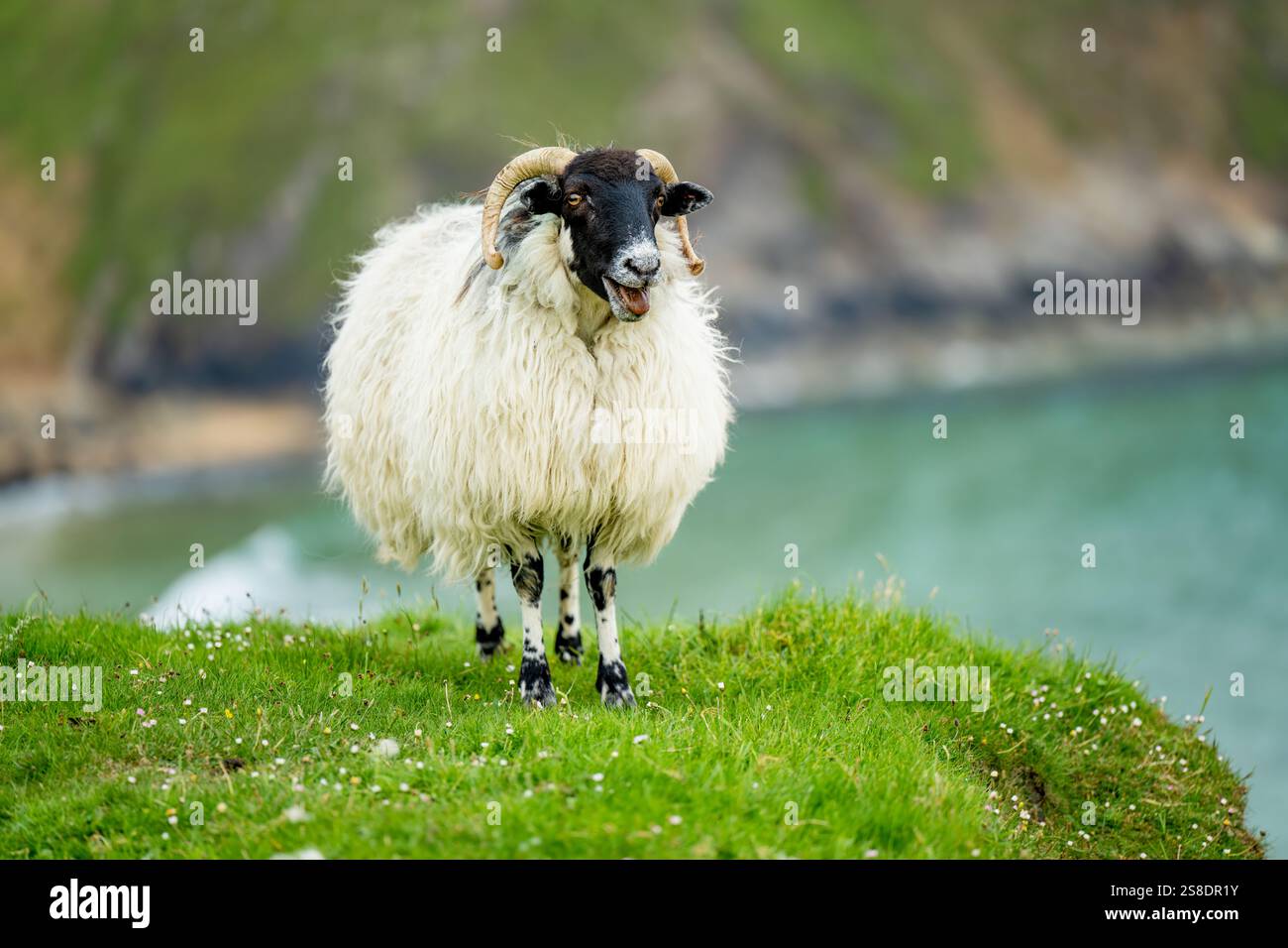 Sheep grazing near Silver Strand, a sandy beach in a sheltered ...