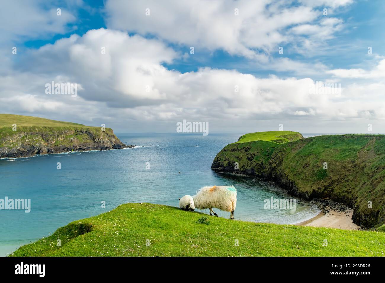 Sheep grazing near Silver Strand, a sandy beach in a sheltered ...