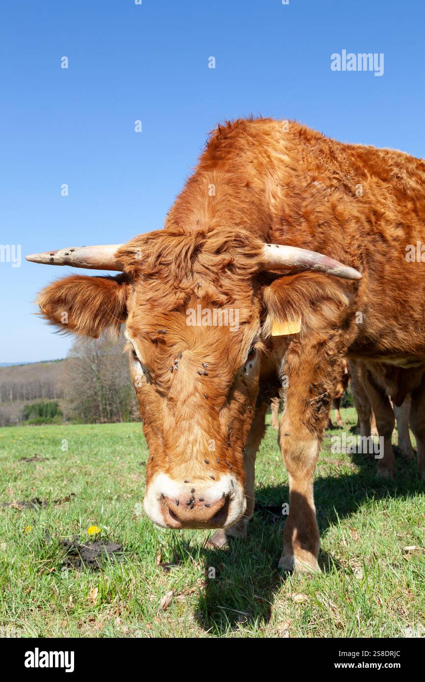Curious Limousin cow closeup headshot low angle in pasture leaning down ...