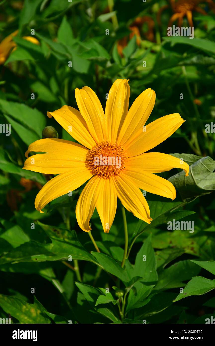 Tree Marigold flowers in natural morning light with green leaves ...