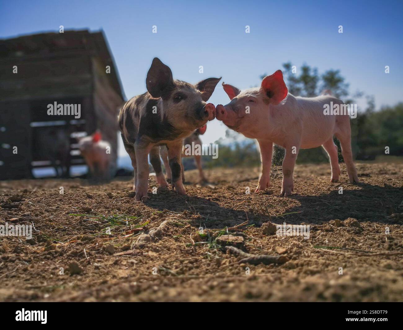 Love at farm hi-res stock photography and images - Alamy