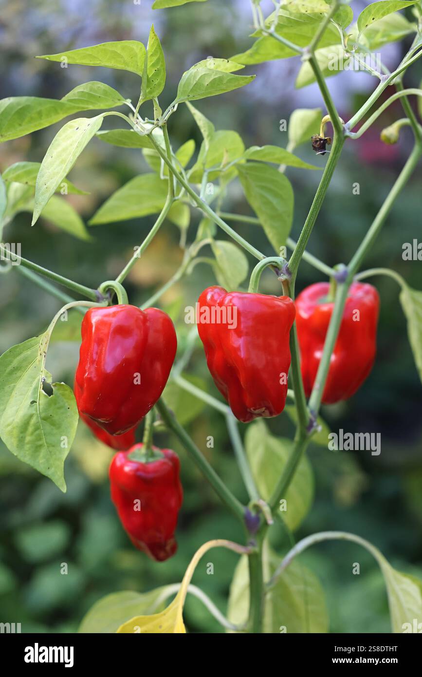 Red chili pepper leaves hi-res stock photography and images - Alamy