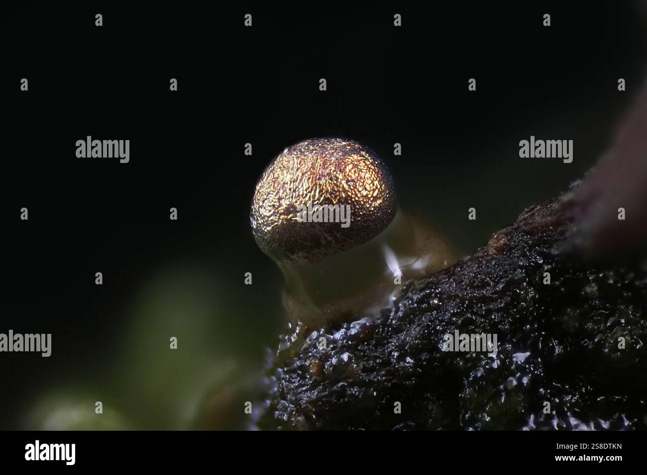 Colloderma oculatum, commonly known as eyeball slime mold, microscope ...