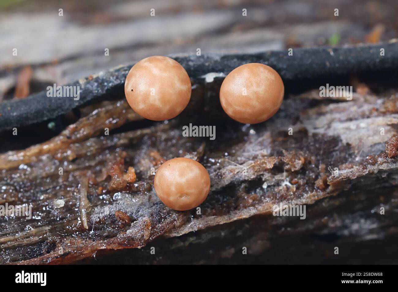 Diderma radiatum, slime mold from Finland, no common English name Stock ...