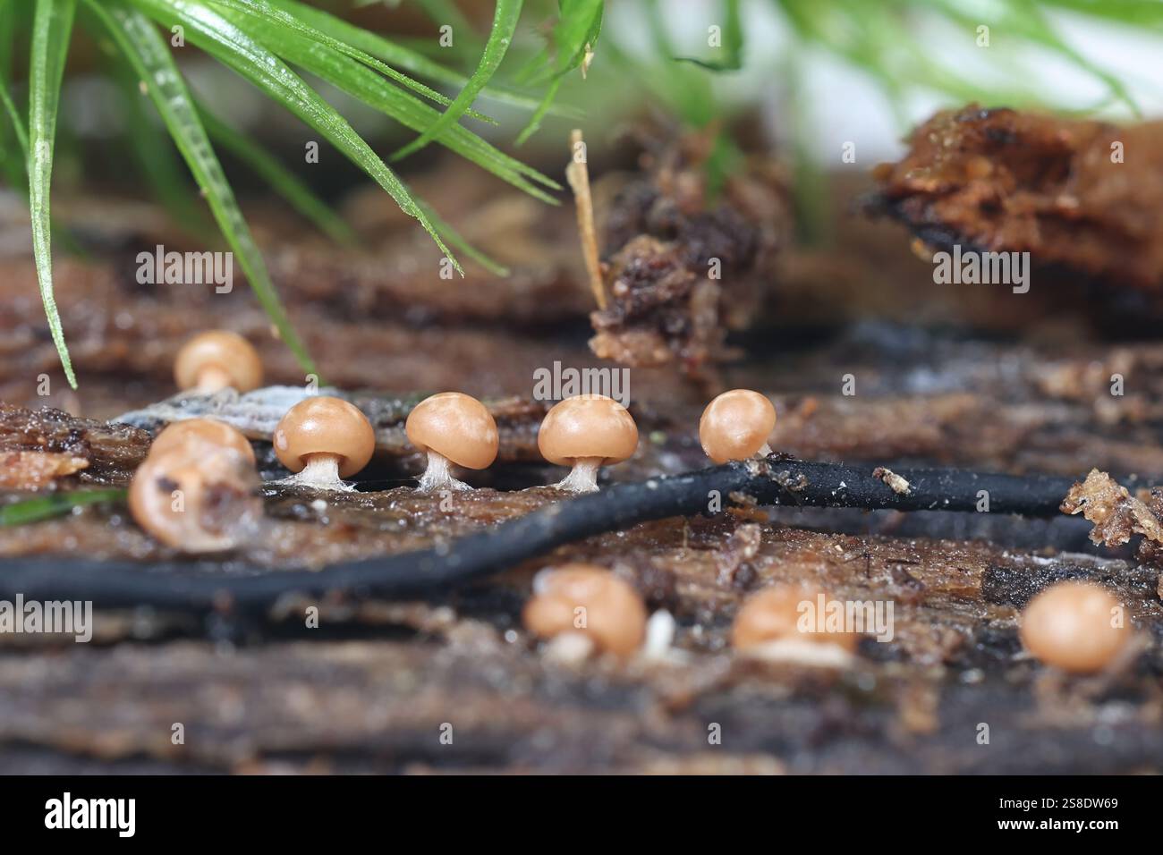 Diderma radiatum, slime mold from Finland, no common English name Stock ...