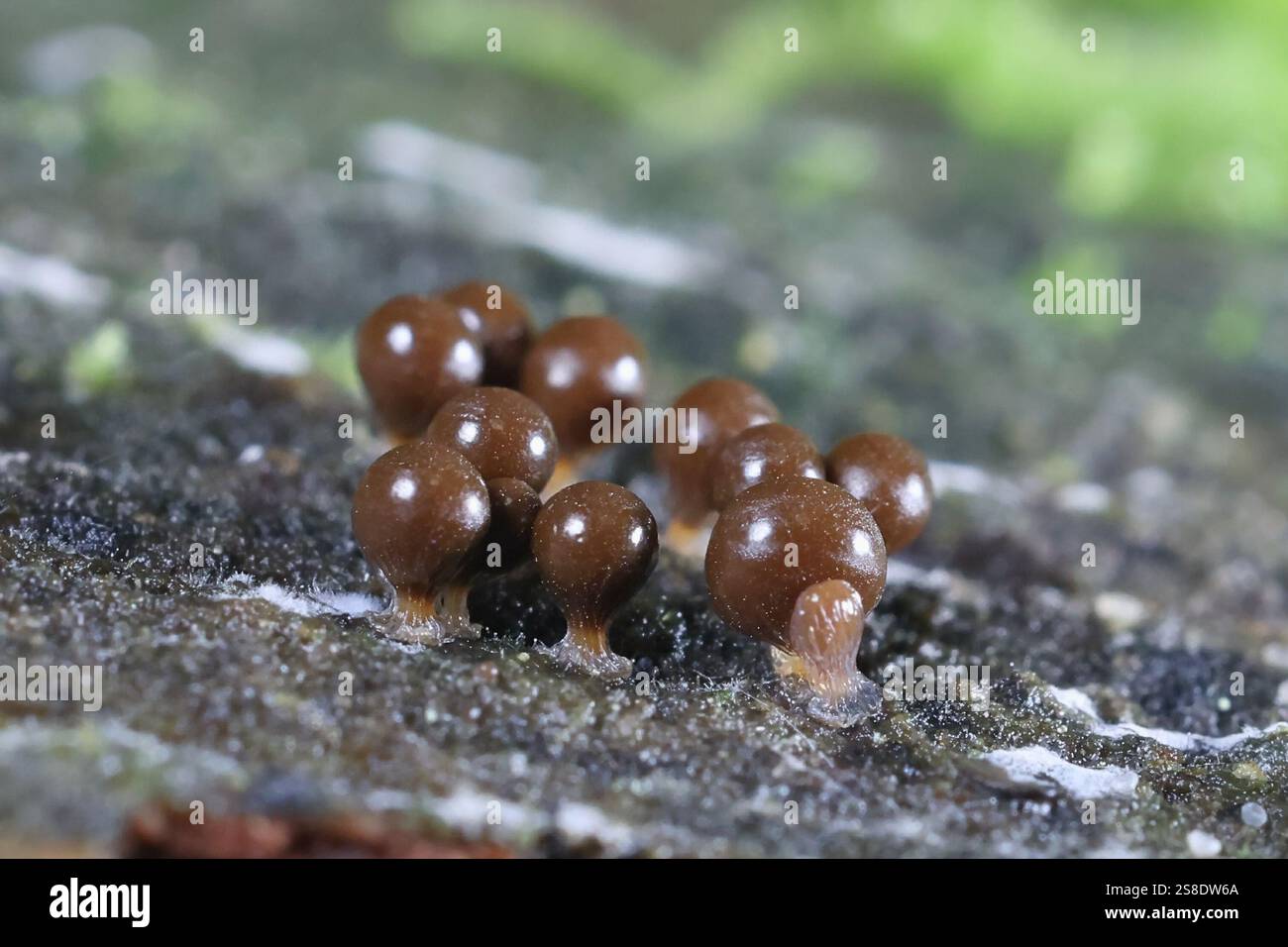 Trichia crateriformis, also known as Trichia decipiens var. olivacea ...