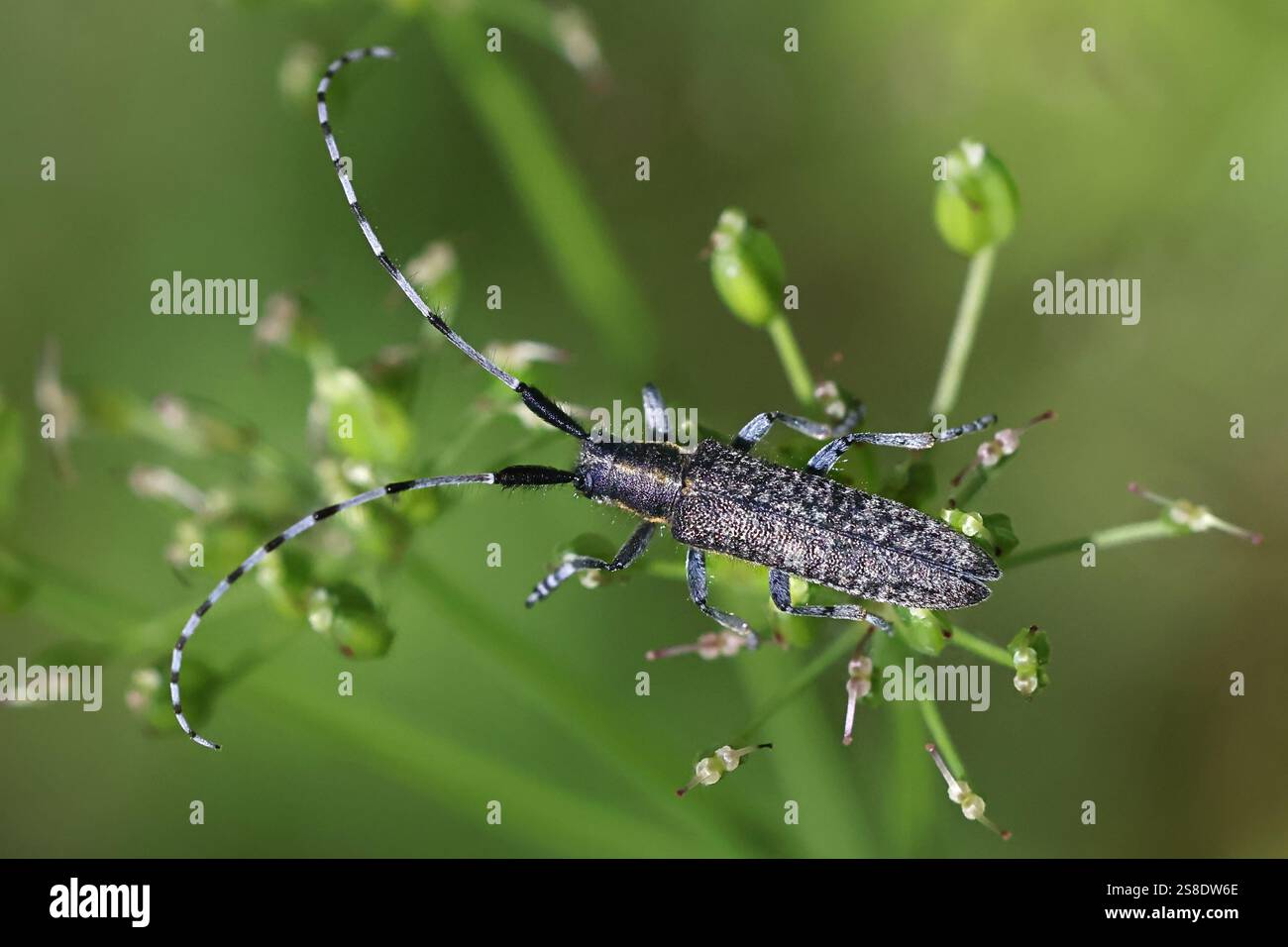 Agapanthia villosoviridescens, commonly known as golden-bloomed grey ...