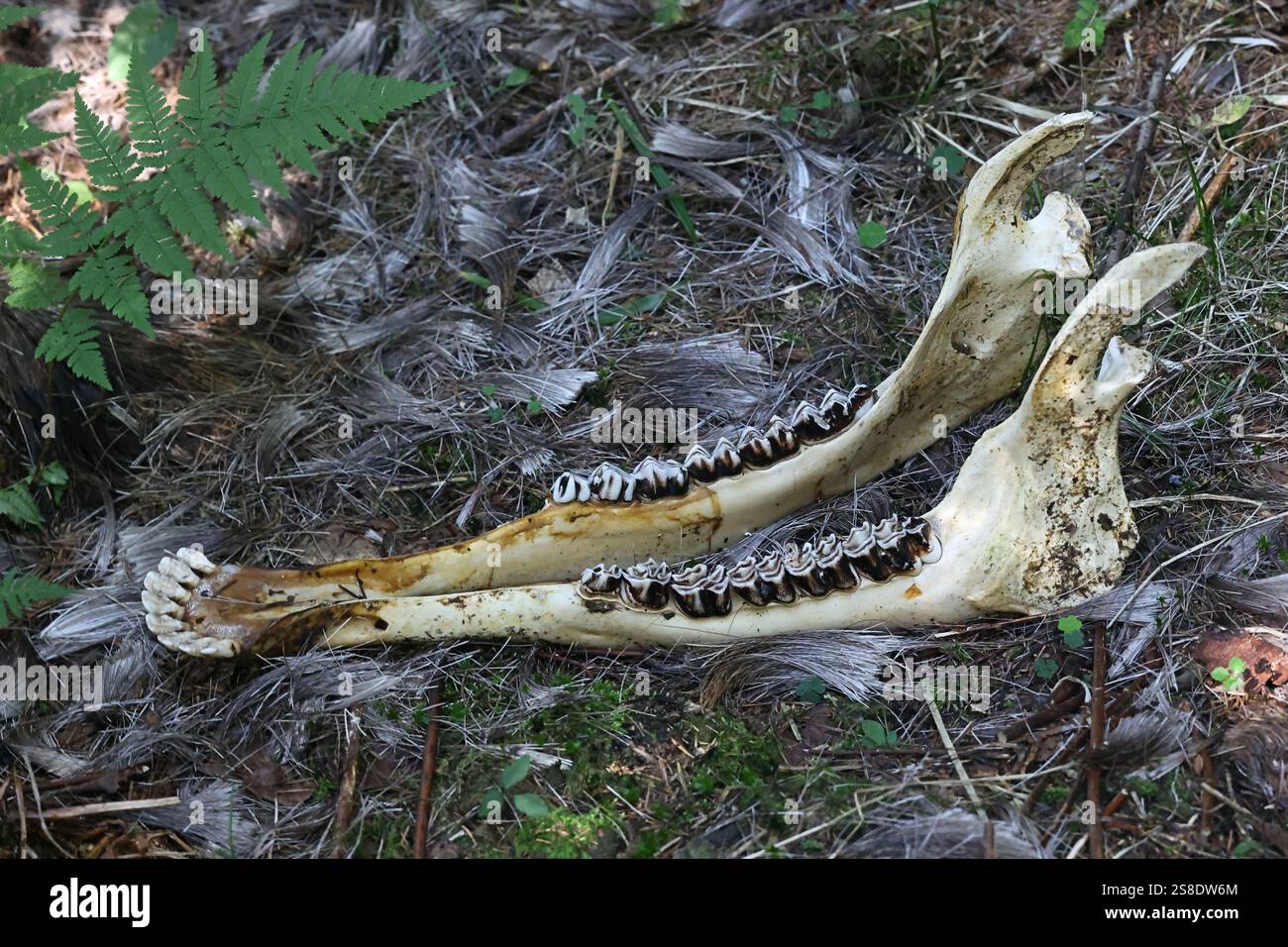 Teeth and mandible bone from a moose jaw, herbivore's dental anatomy ...