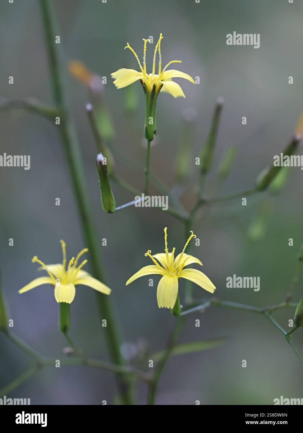 Wall Lettuce, Lactuca muralis, also called Mycelis muralis, wild ...