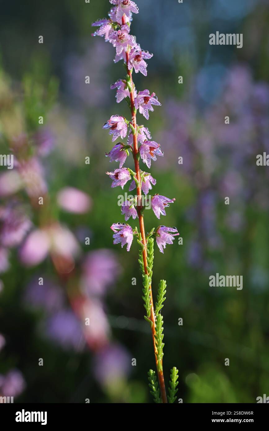 Heather, Calluna vulgaris, also known as Common heather or Ling, wild ...